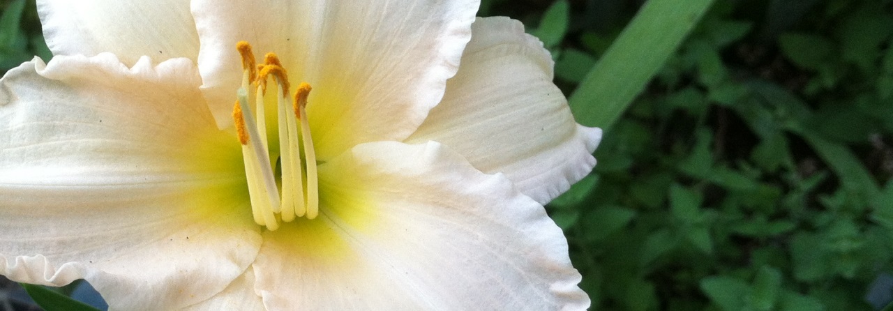 Daylily Lullaby Baby – Catrina's Garden