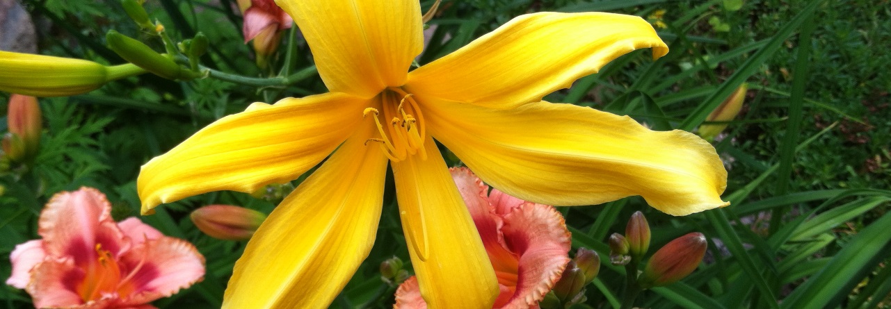 Daylily Gold Spider – Catrina's Garden