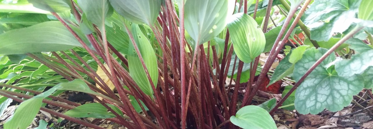 Hosta Red October – Catrina's Garden