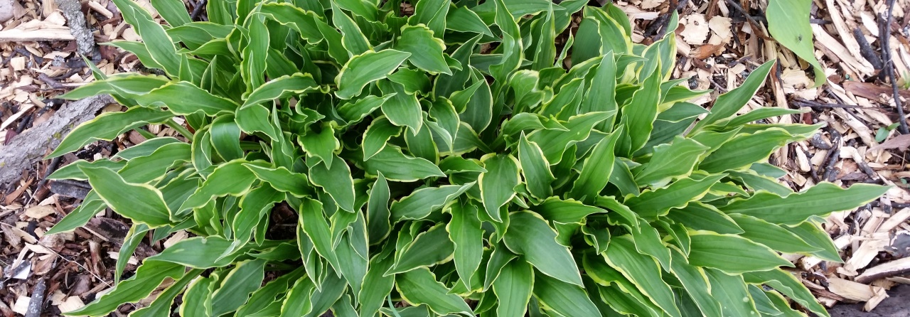 Hosta Stiletto – Catrina's Garden