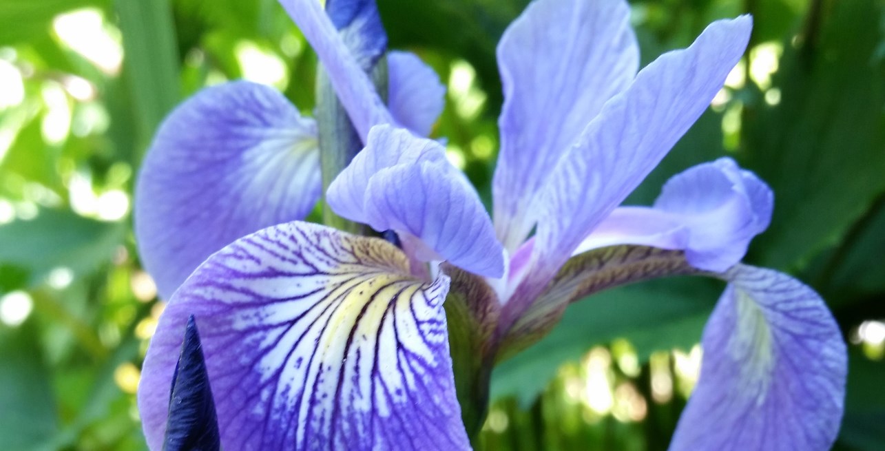 Iris Versicolor – Blue Flag – Catrina's Garden