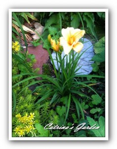 Daylily Bertie Ferris – Catrina's Garden