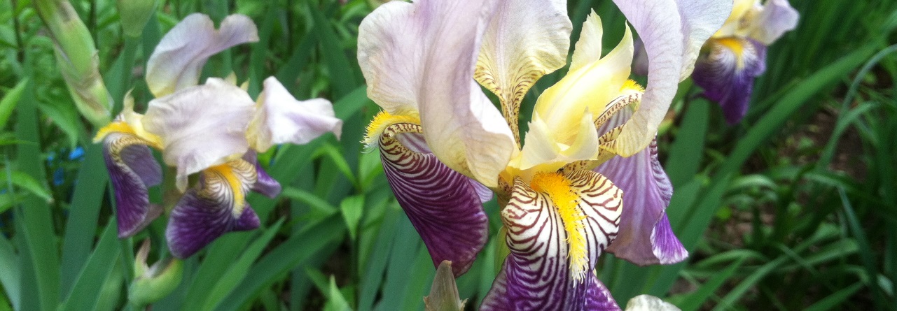 Iris Neglecta – Catrina's Garden
