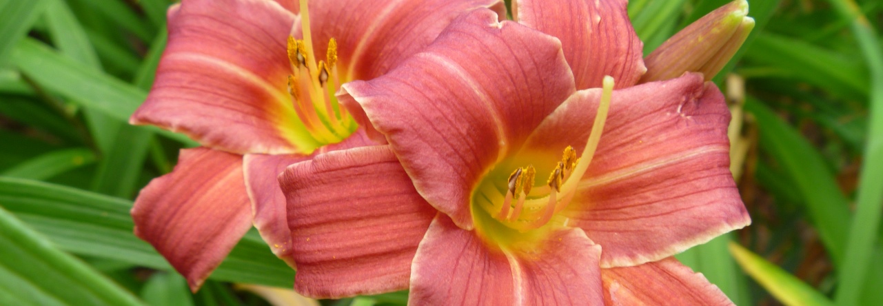 Daylily Chicago Ruby Red – Catrina's Garden