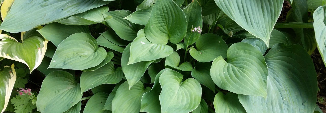 Hosta Blue Dimples – Catrina's Garden