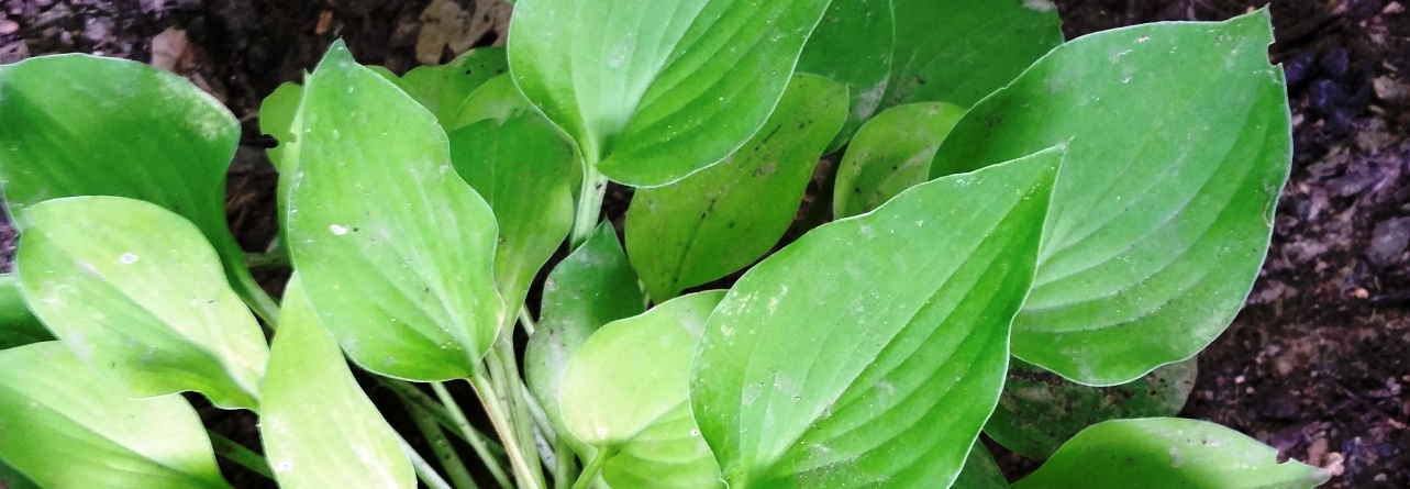 Hosta Gold Drop – Catrina's Garden