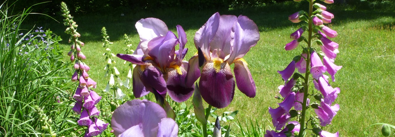 Iris Cardinal – Catrina's Garden