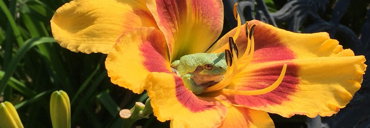 Daylily Fooled Me – Catrina's Garden