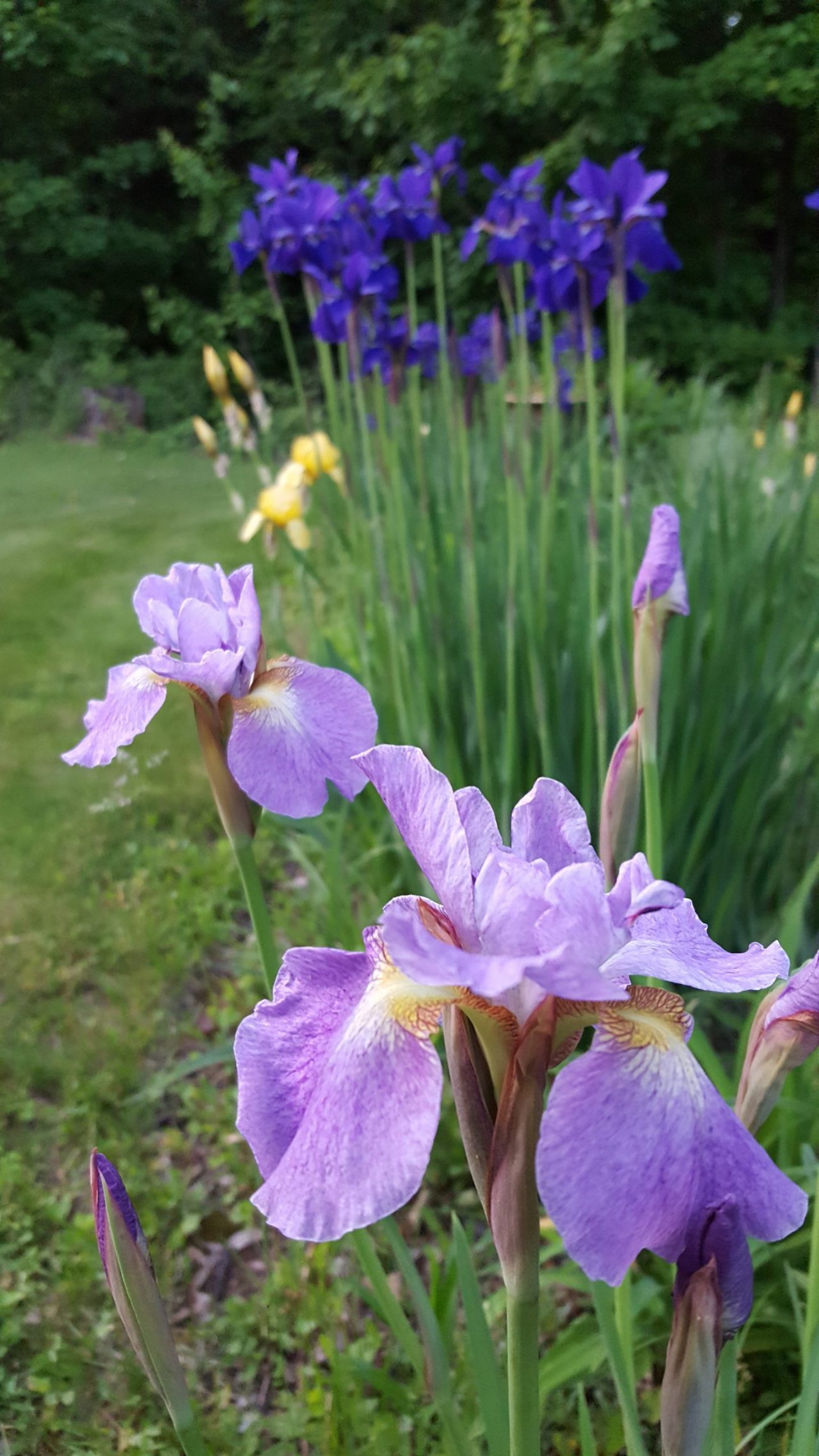 Iris Siberian Laughing Brooke, pink haze and intermediate pale yellow ...