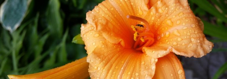 Daylily Bertie Ferris – Catrina's Garden