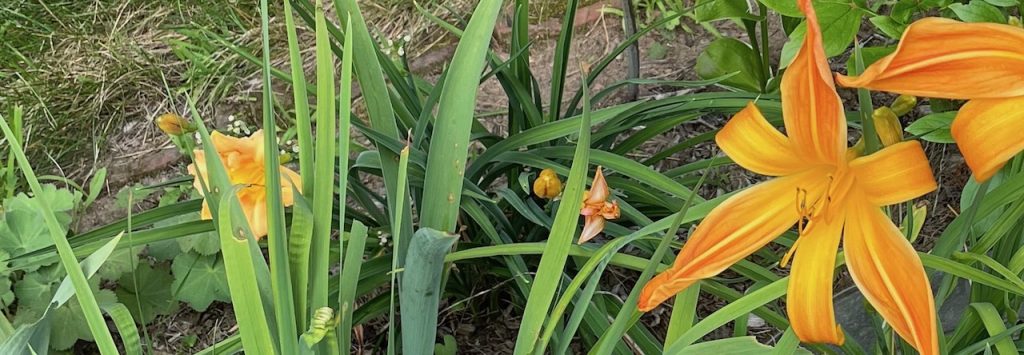 Daylily Judge Roy Bean – Catrina's Garden