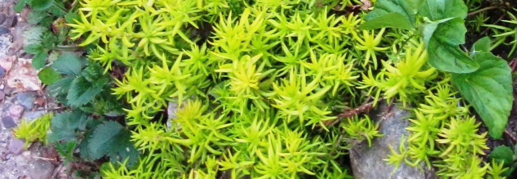 Sedum Rupestre – Angelina – Catrina's Garden
